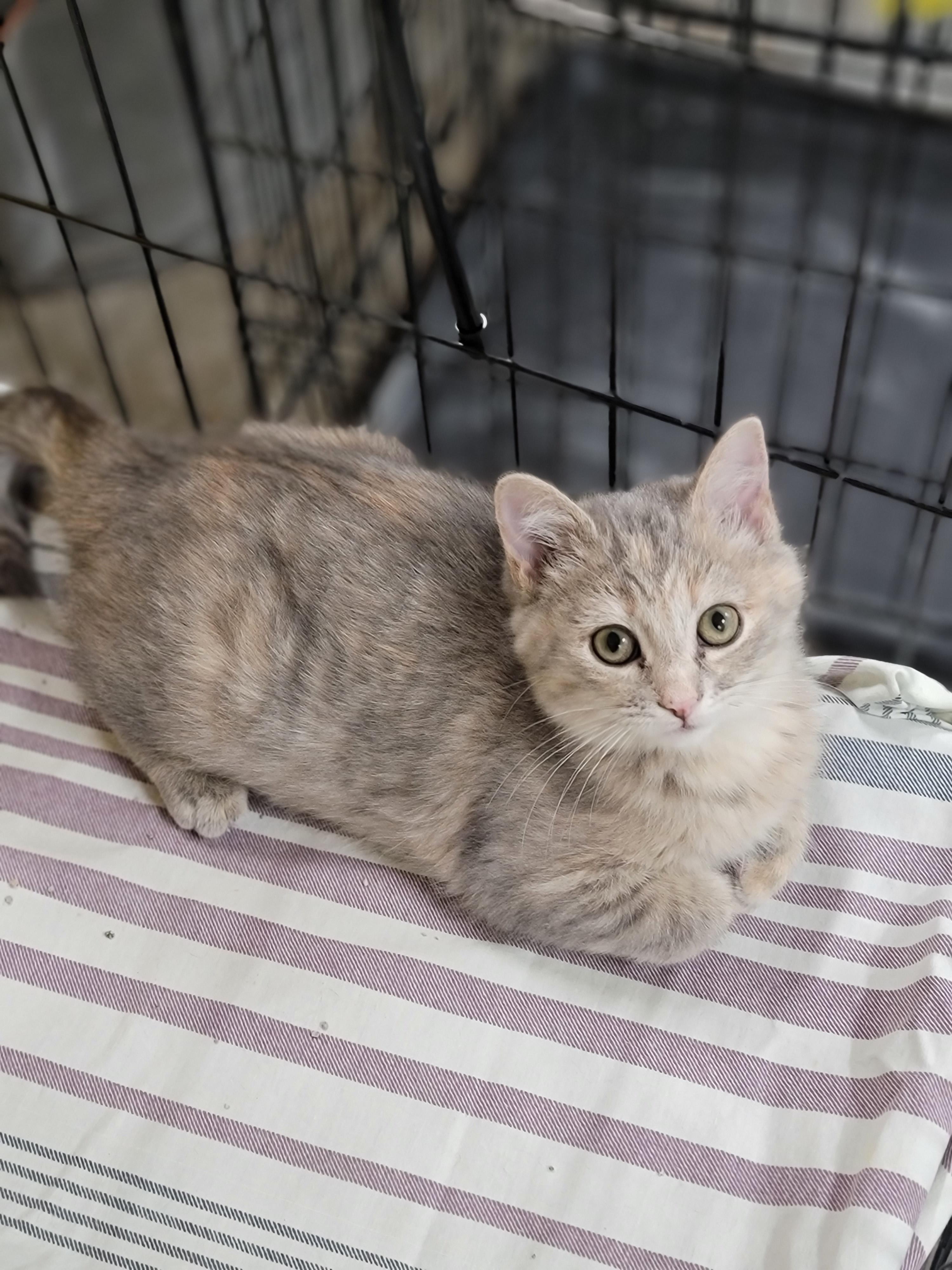 Hollis| Beams Corner