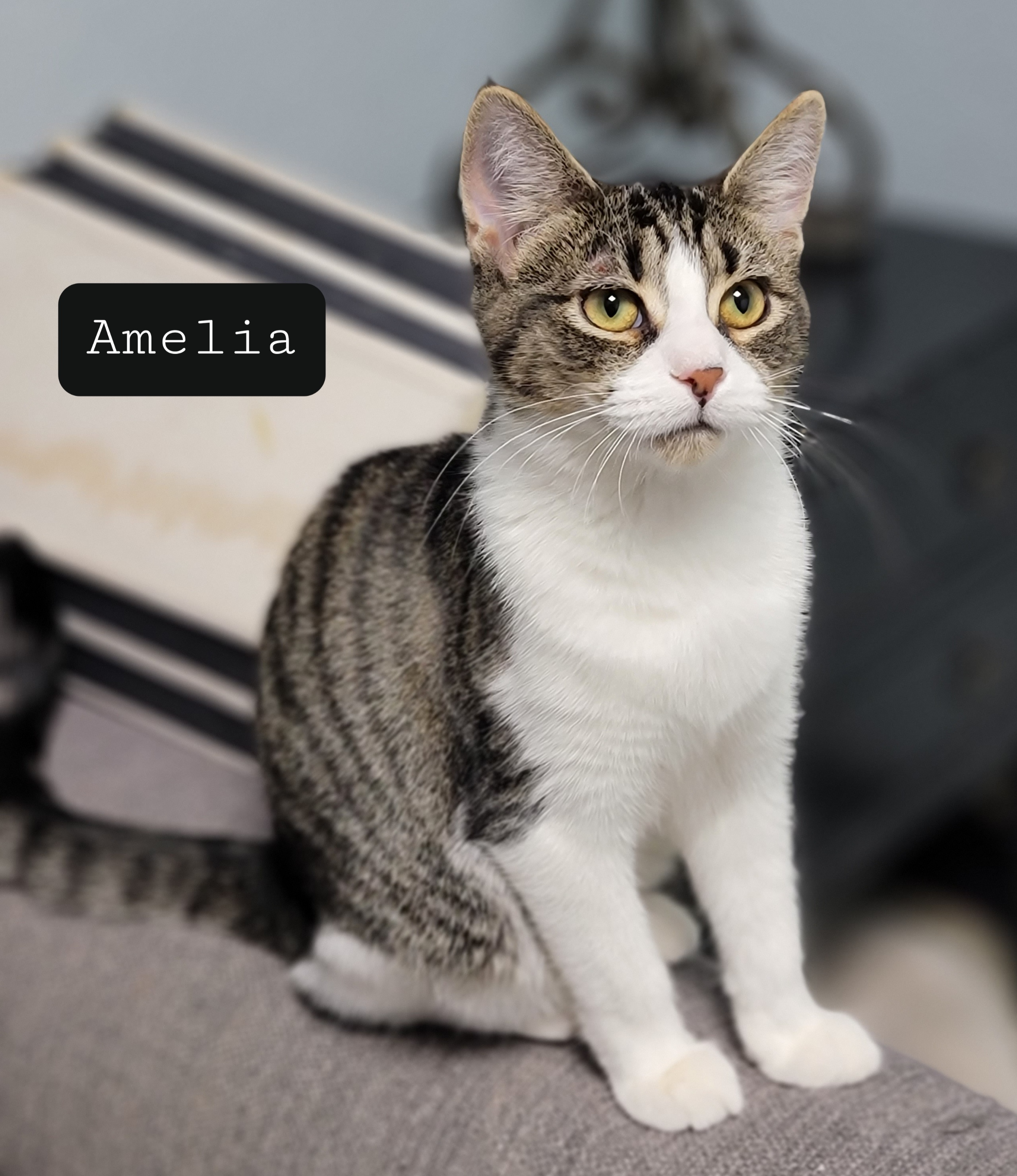 Amelia| Beams Corner