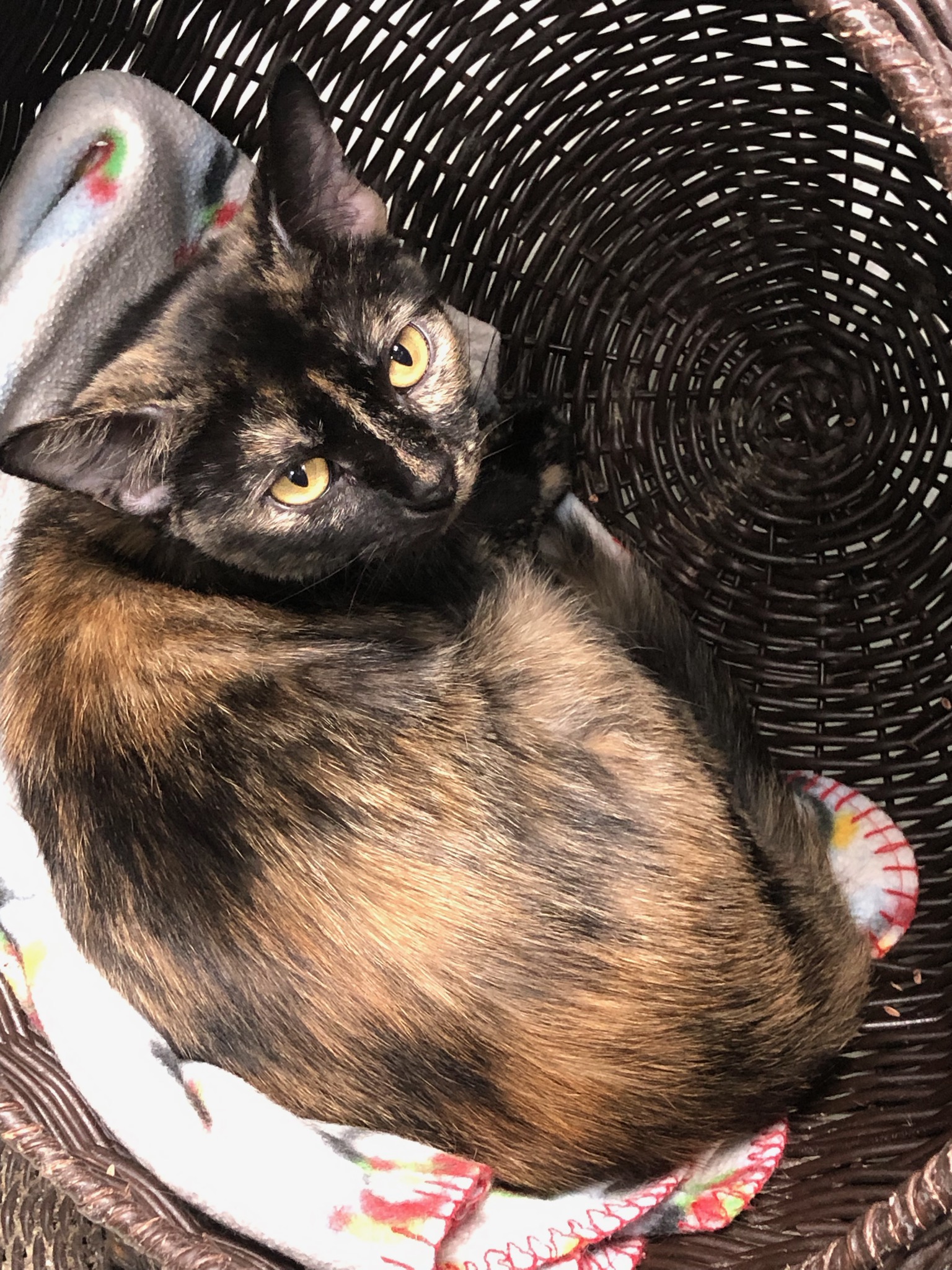 Diatoma| Beams Corner