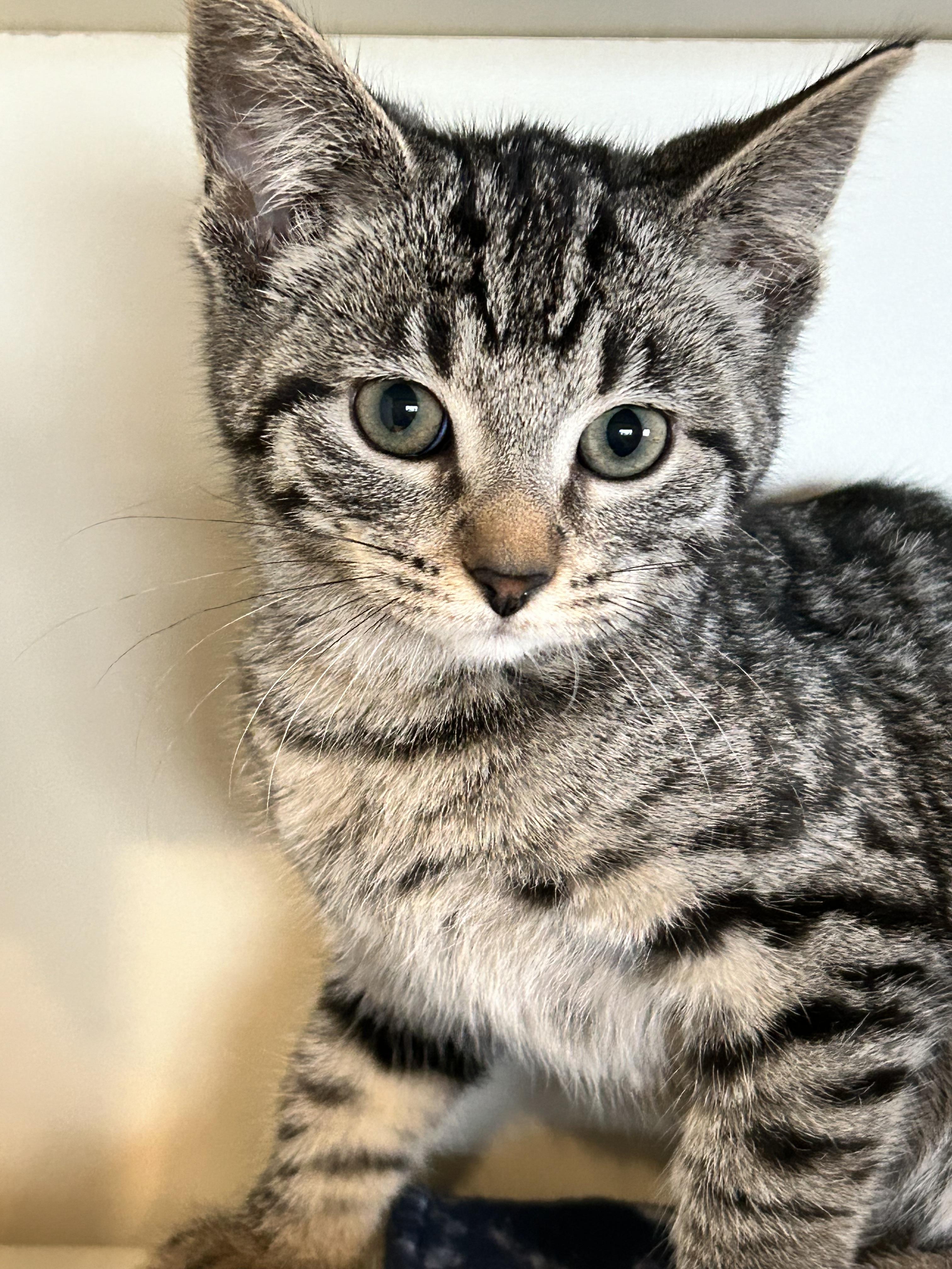 Rachael| Beams Corner