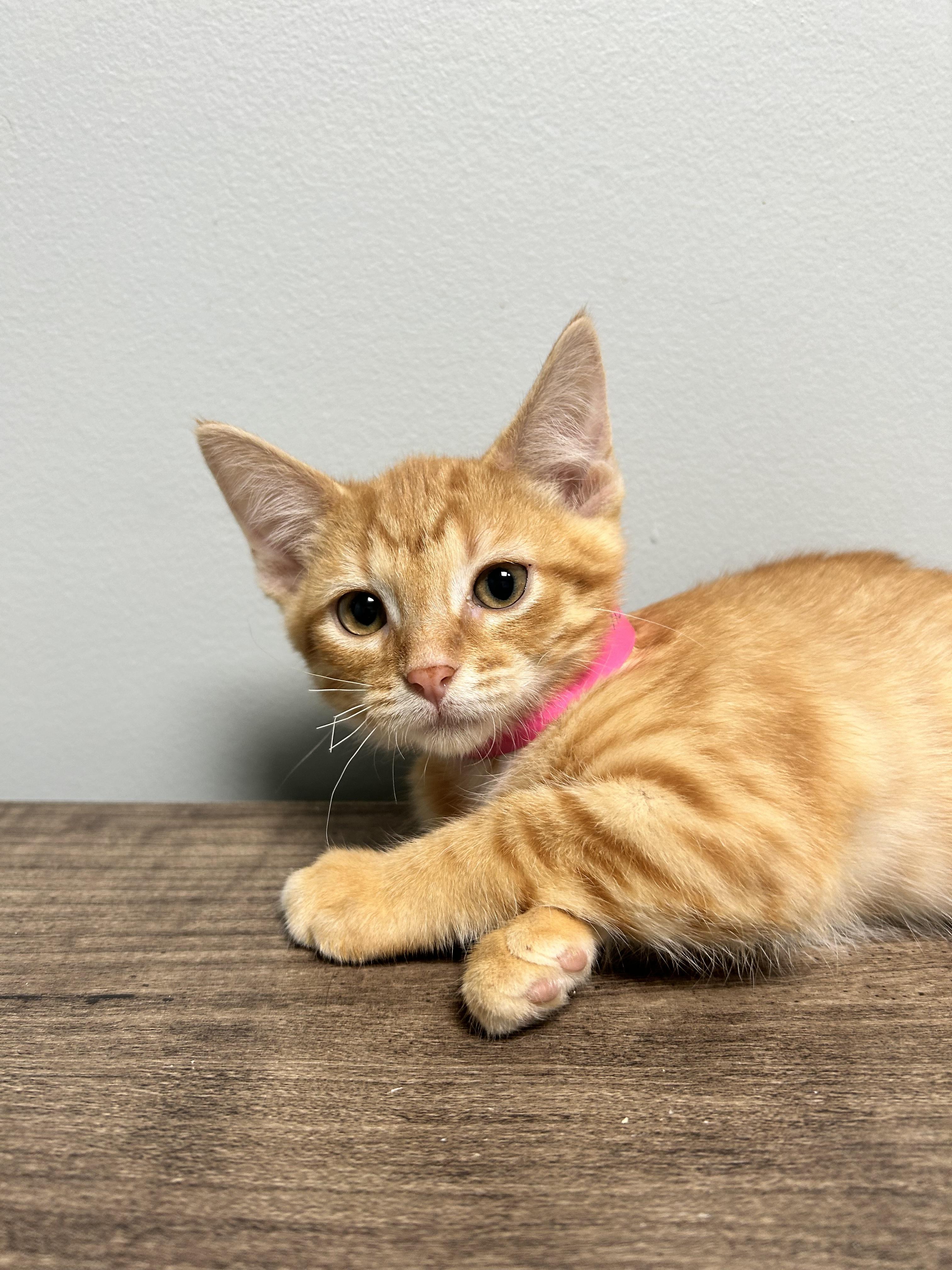 Strawberry| Beams Corner