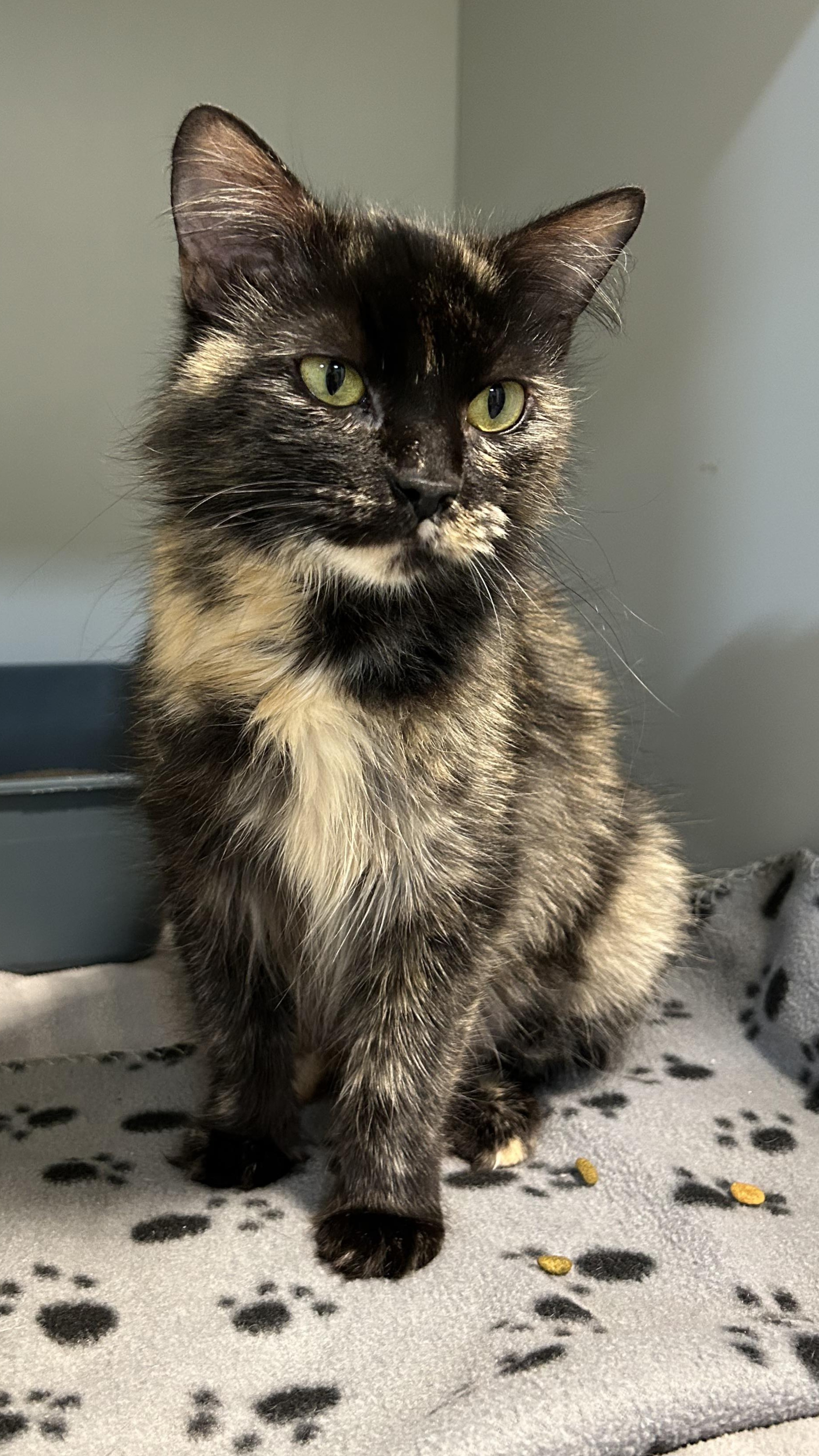 Betsy | Beams Corner