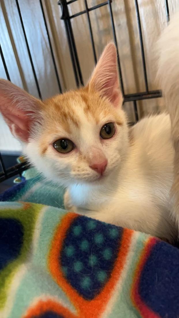 Brandon| Beams Corner