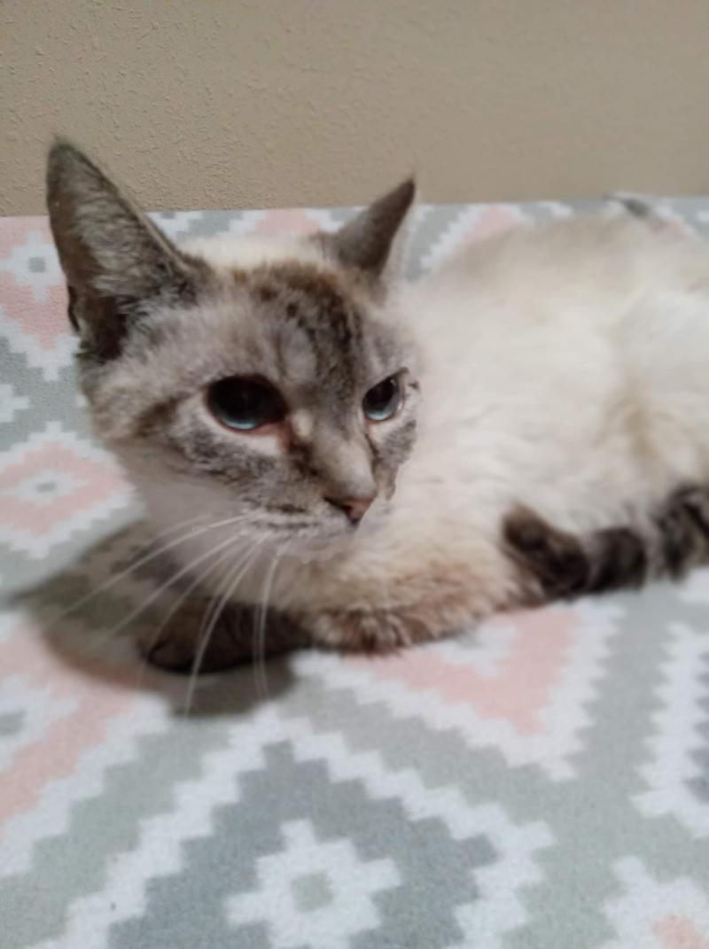 Violet| Beams Corner